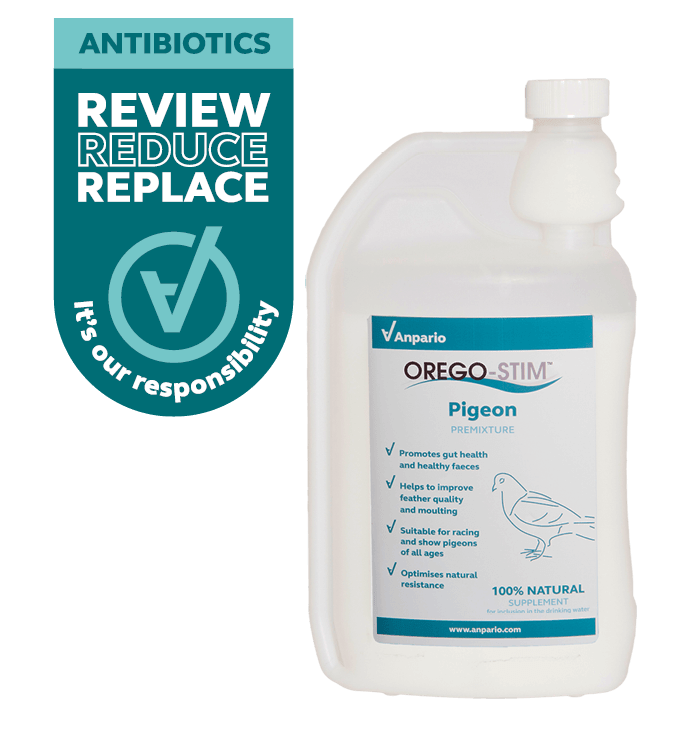 Ross Hayden highly recommends Orego-Stim for Pigeons Testimonial